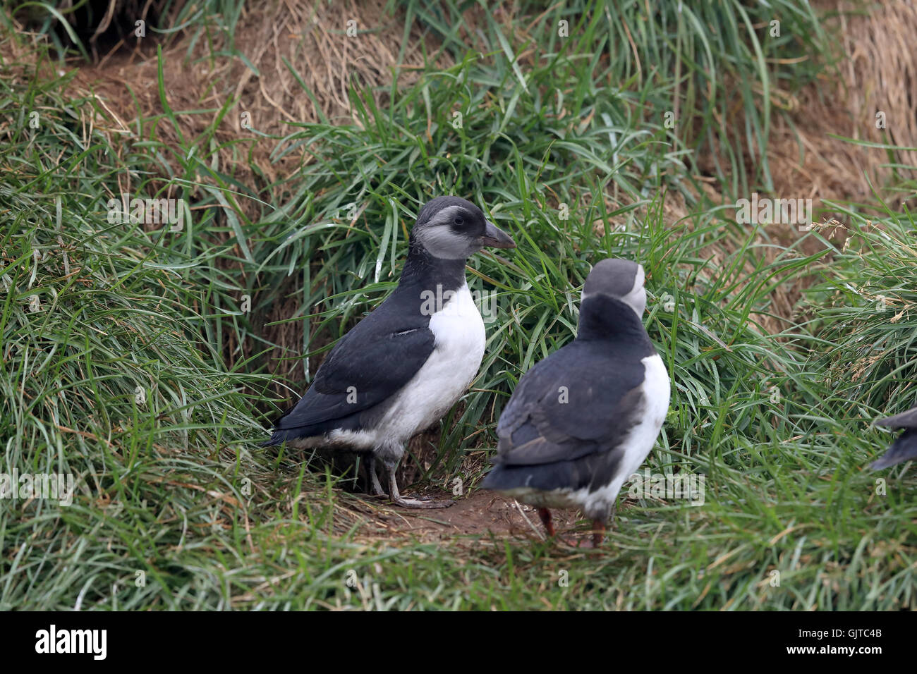 Juvenile puffin stretching hi-res stock photography and images - Alamy