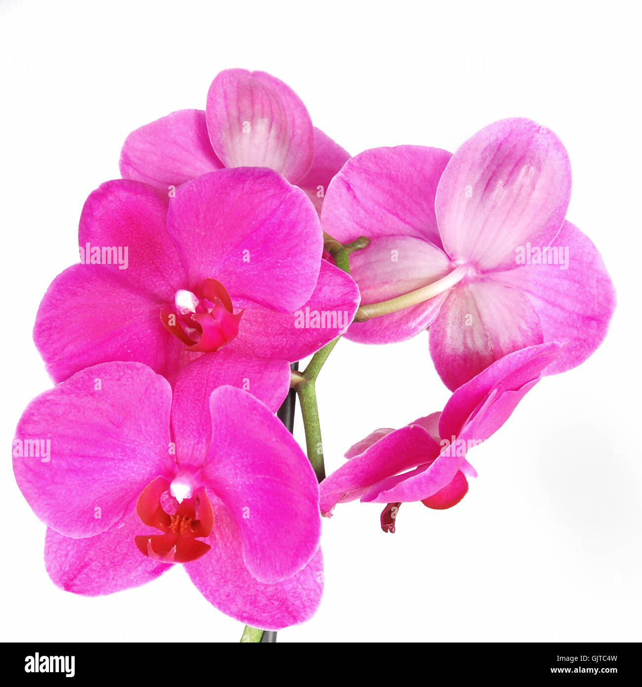 Purple orchid flower orchidaceae Cut Out Stock Images & Pictures - Alamy