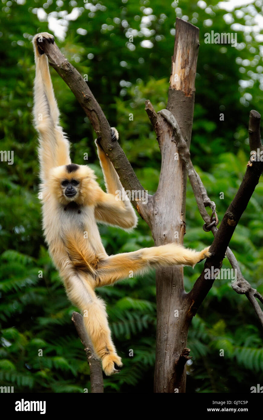 Animal monkey hi-res stock photography and images - Alamy