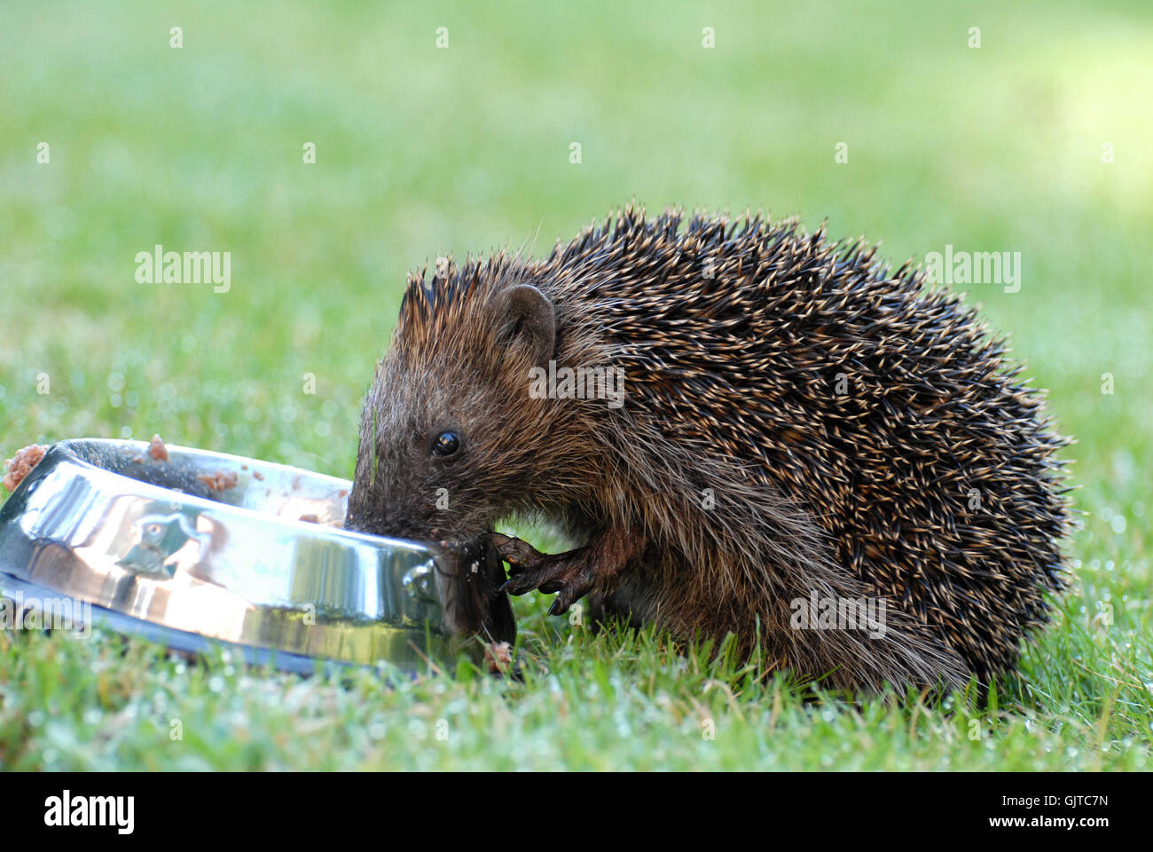 fodder animals mammals Stock Photo - Alamy