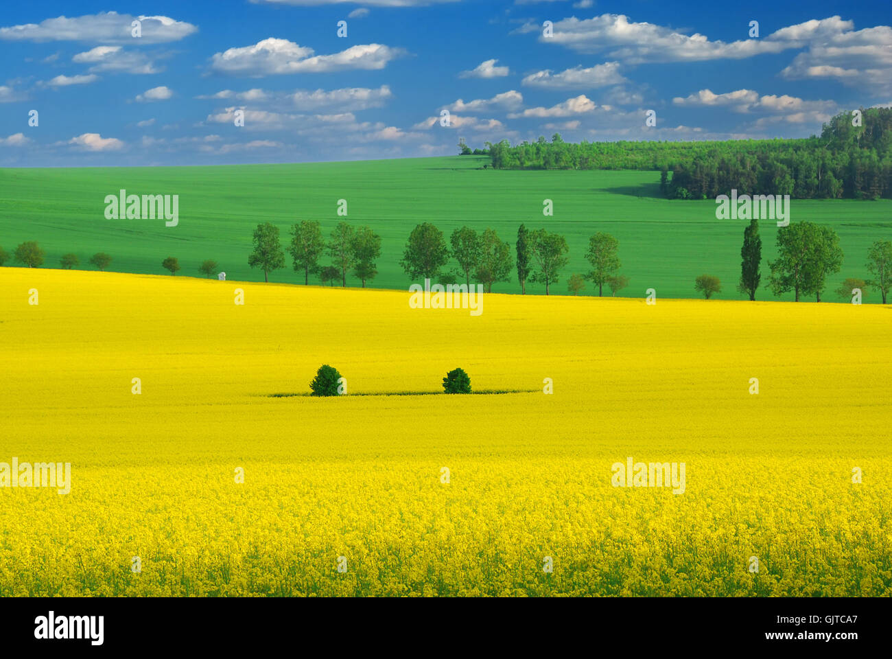 tree trees contrast Stock Photo - Alamy