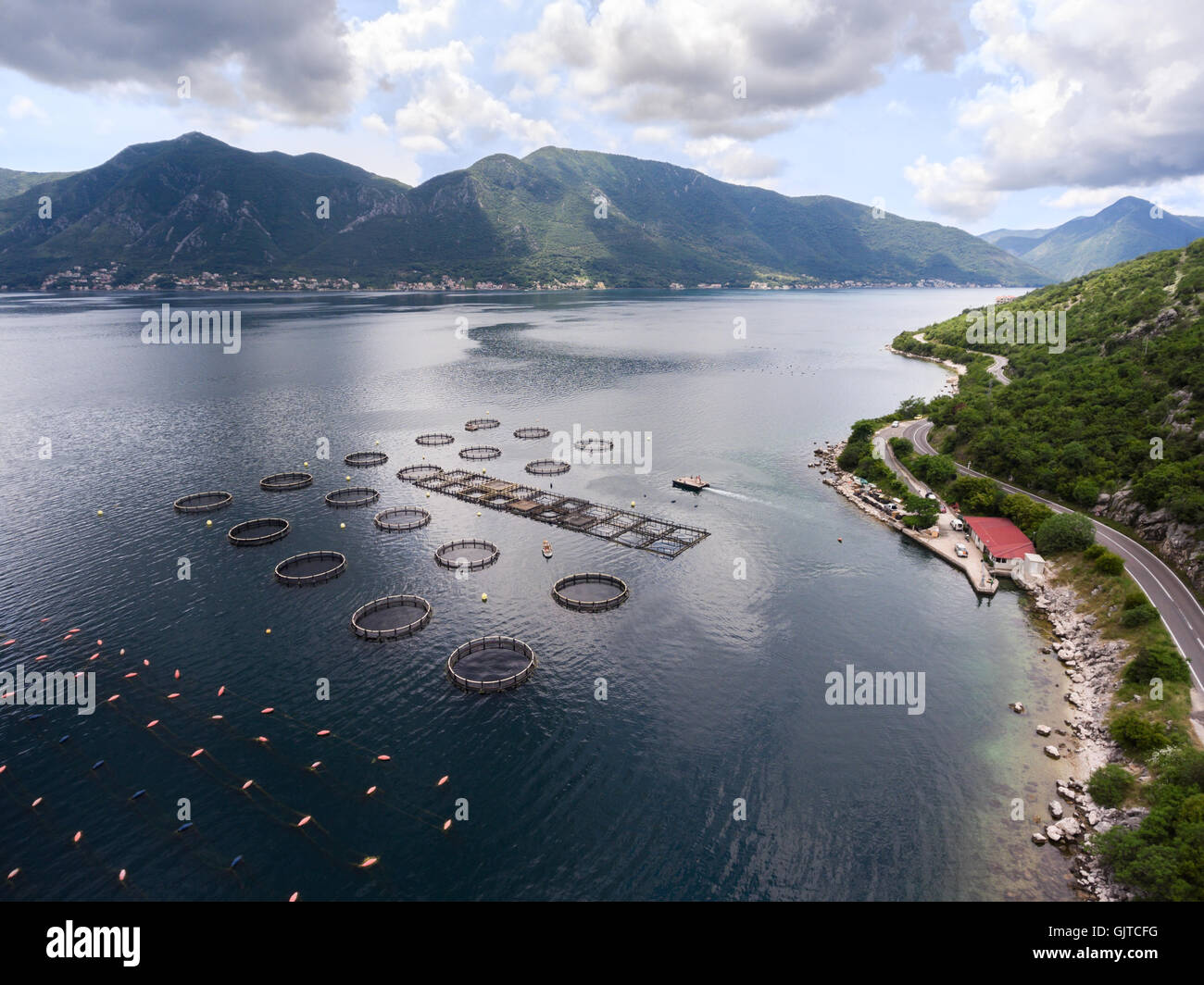 Fish feeding aerial view hi-res stock photography and images - Alamy