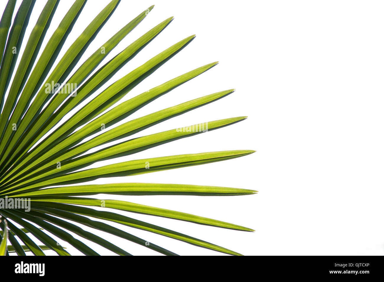 detail optional green Stock Photo - Alamy