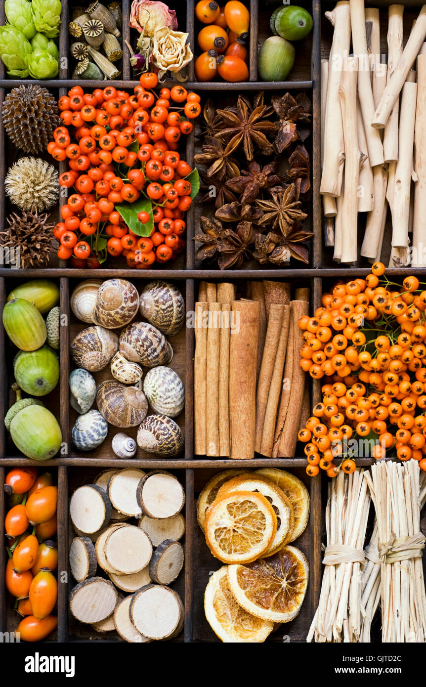 Shell assortment hi-res stock photography and images - Alamy