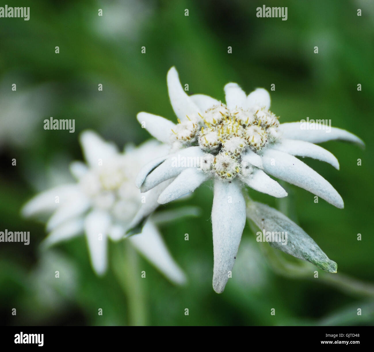 flower plant alps Stock Photo - Alamy