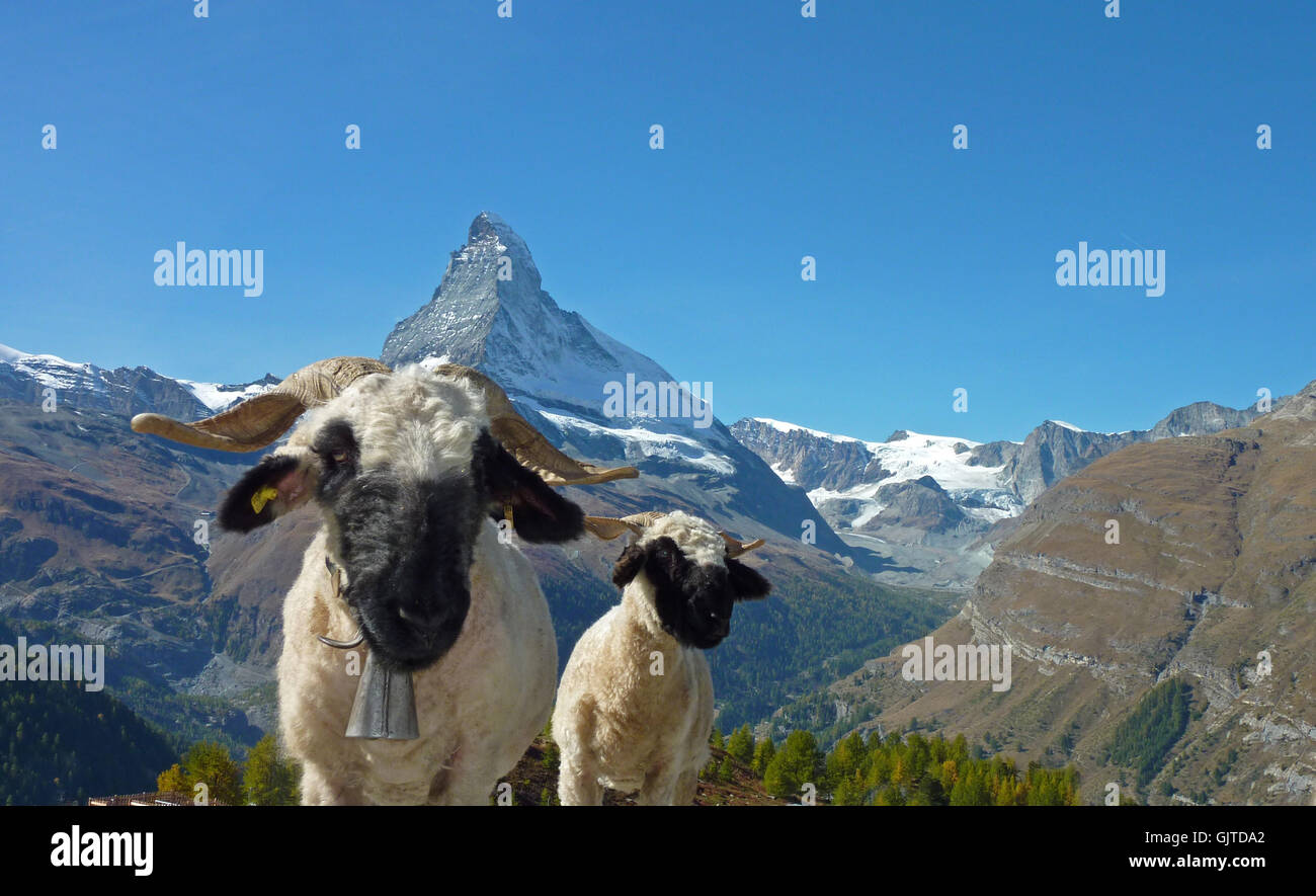 curious nosey nosy Stock Photo - Alamy