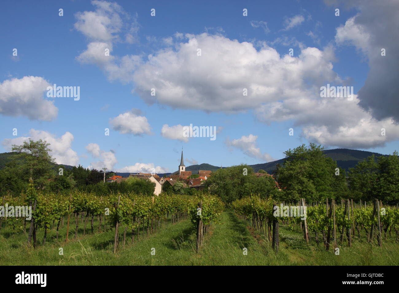 vineyards summer summerly Stock Photo - Alamy