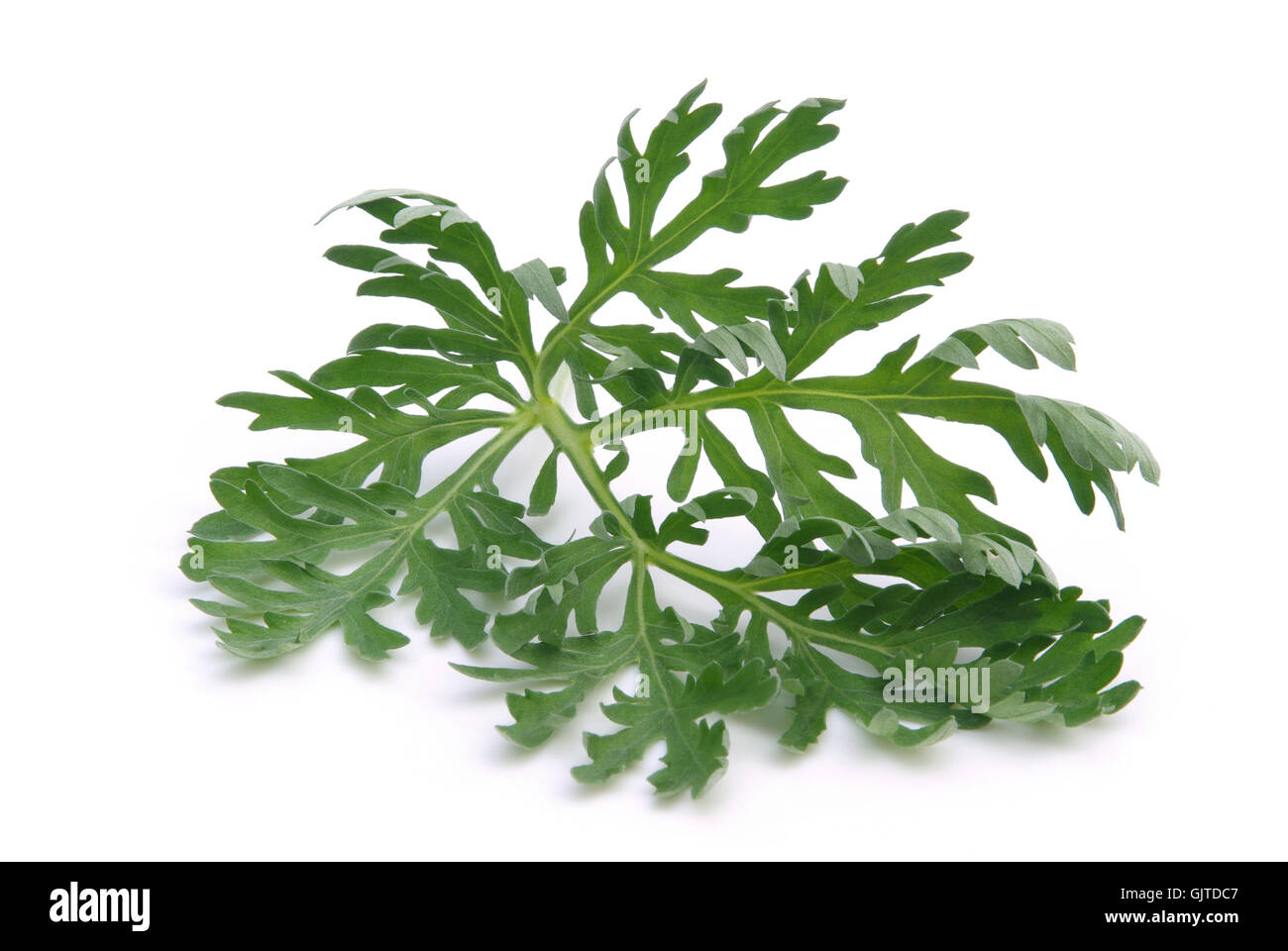 wormwood - wormwood 03 Stock Photo - Alamy
