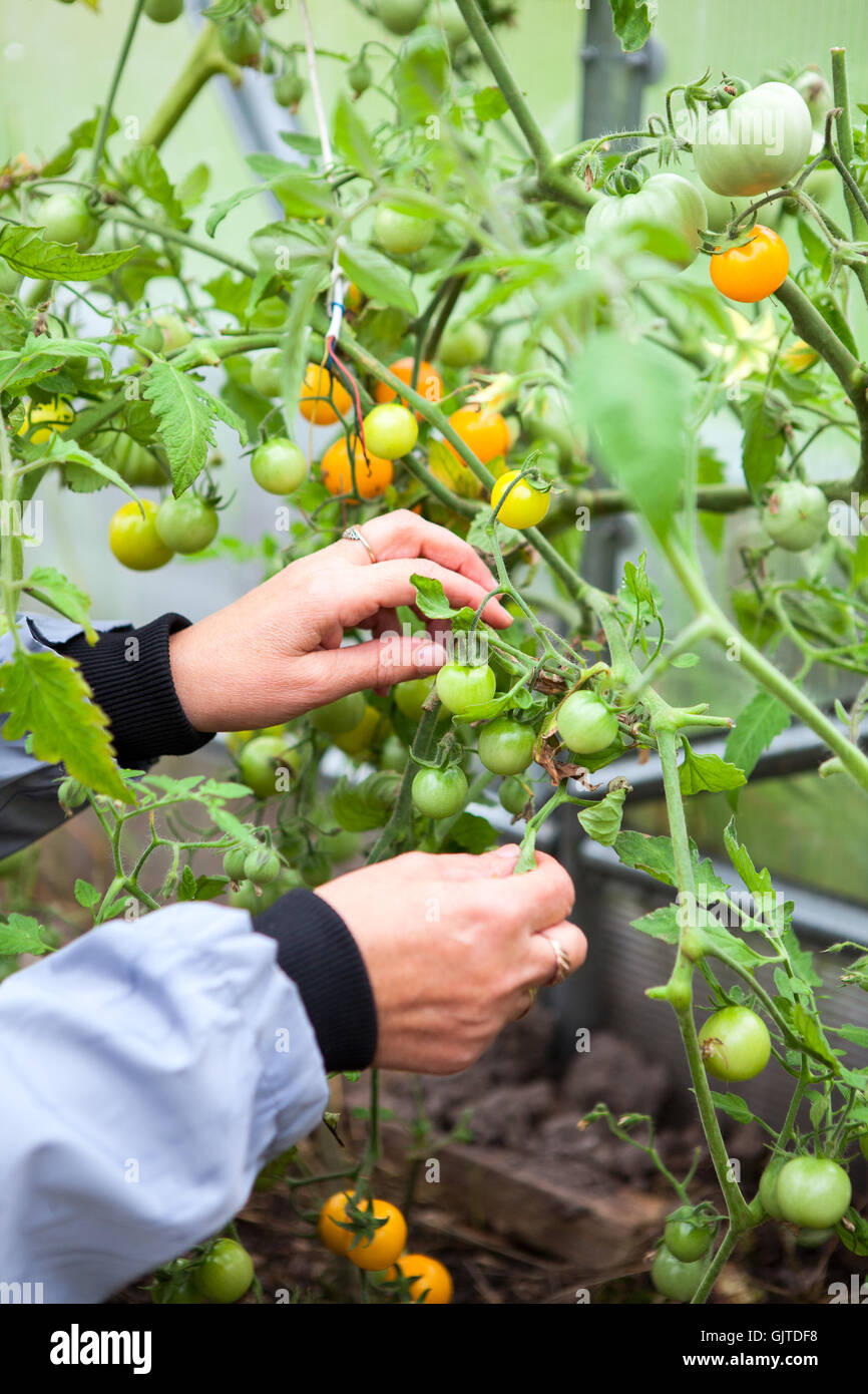 Harvesting tomatoes female farmer picking hi-res stock photography and ...