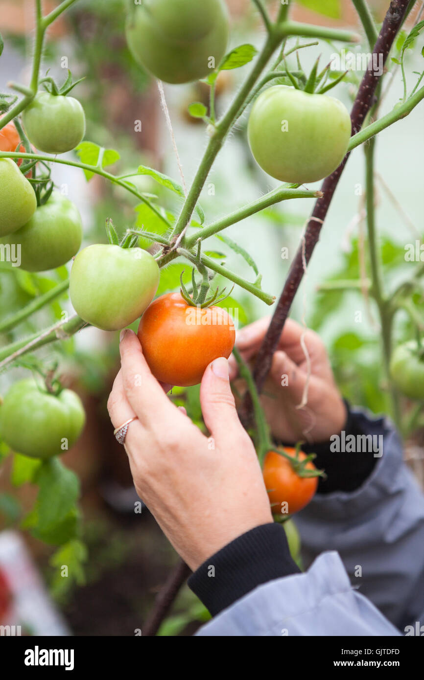 Hanging russian farmer hi-res stock photography and images - Alamy