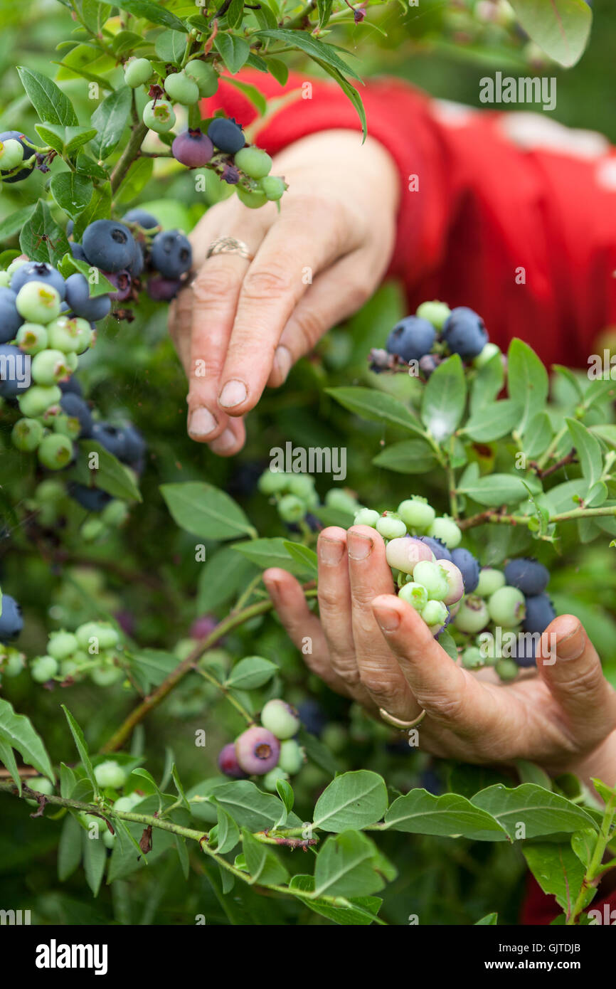 Female hands collecting blue berries of blueberry, close up view Stock ...