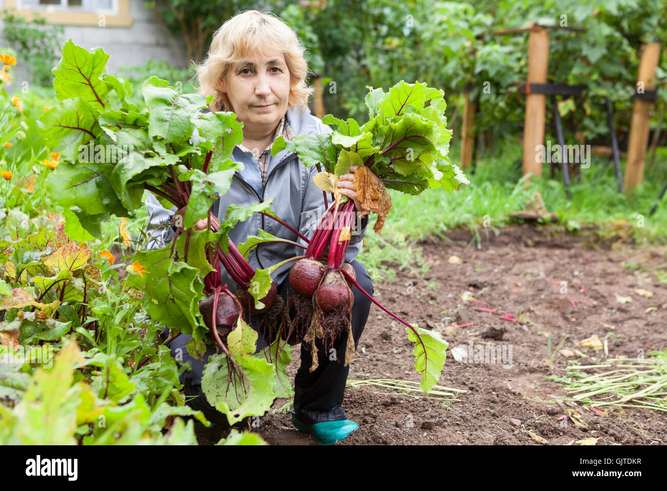 Mature woman with beetroot harvest in hands, copyspace Stock Photo - Alamy