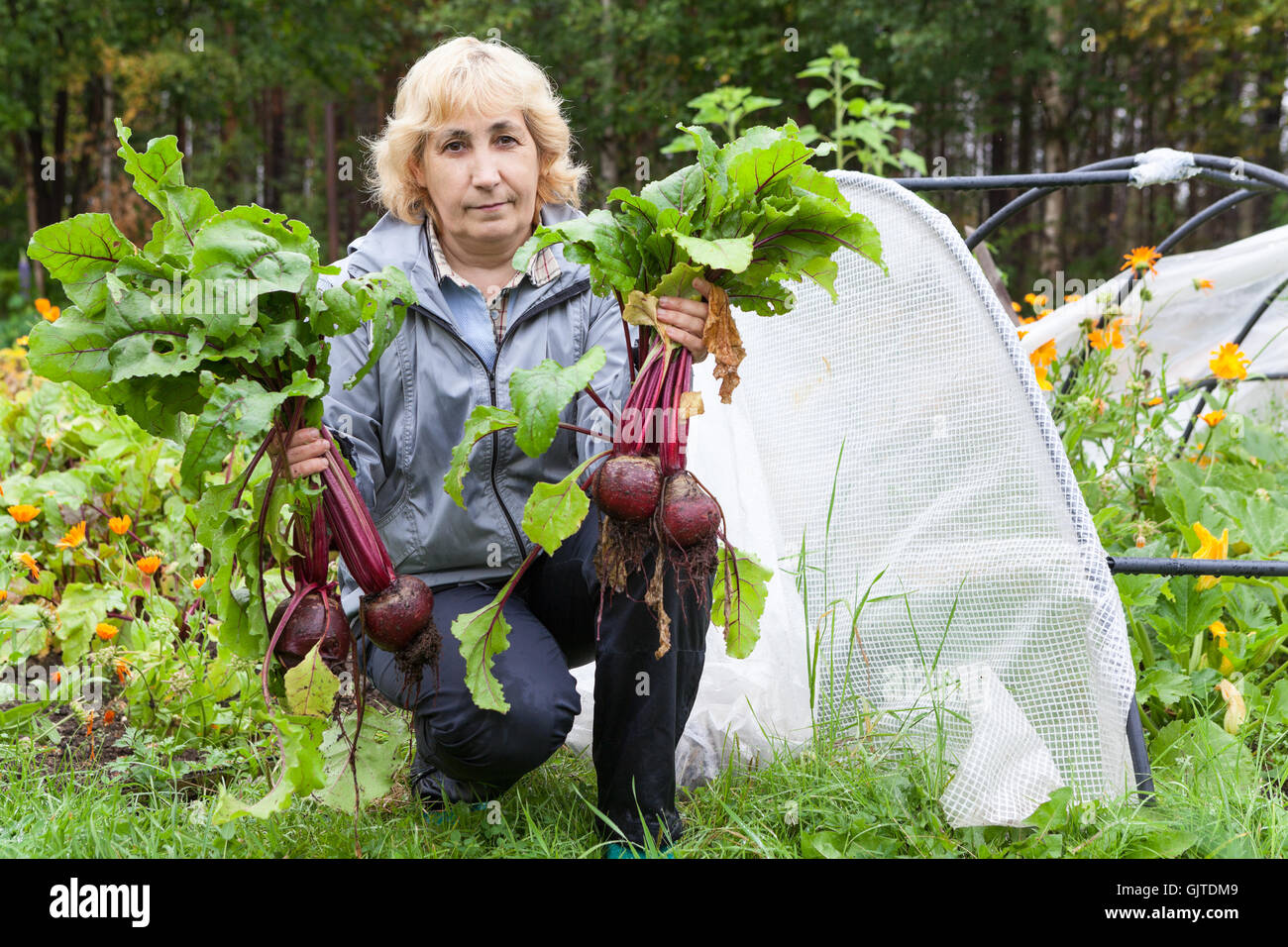 Mature woman with beetroot in hands sitting in vegetable garden Stock ...