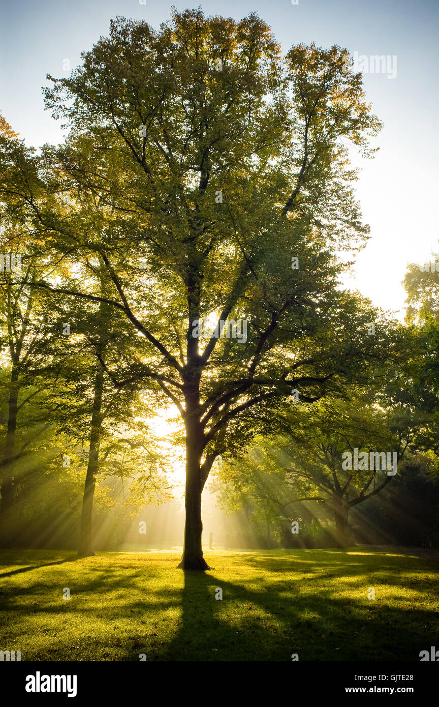 Backlit tree hi-res stock photography and images - Alamy