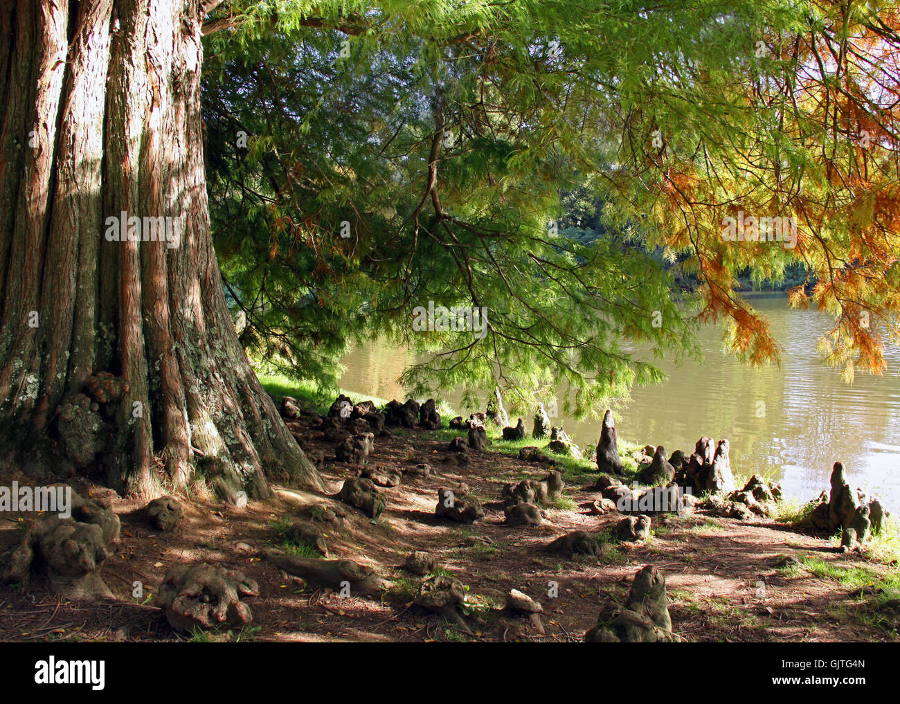 Giant cypress tree hi-res stock photography and images - Alamy