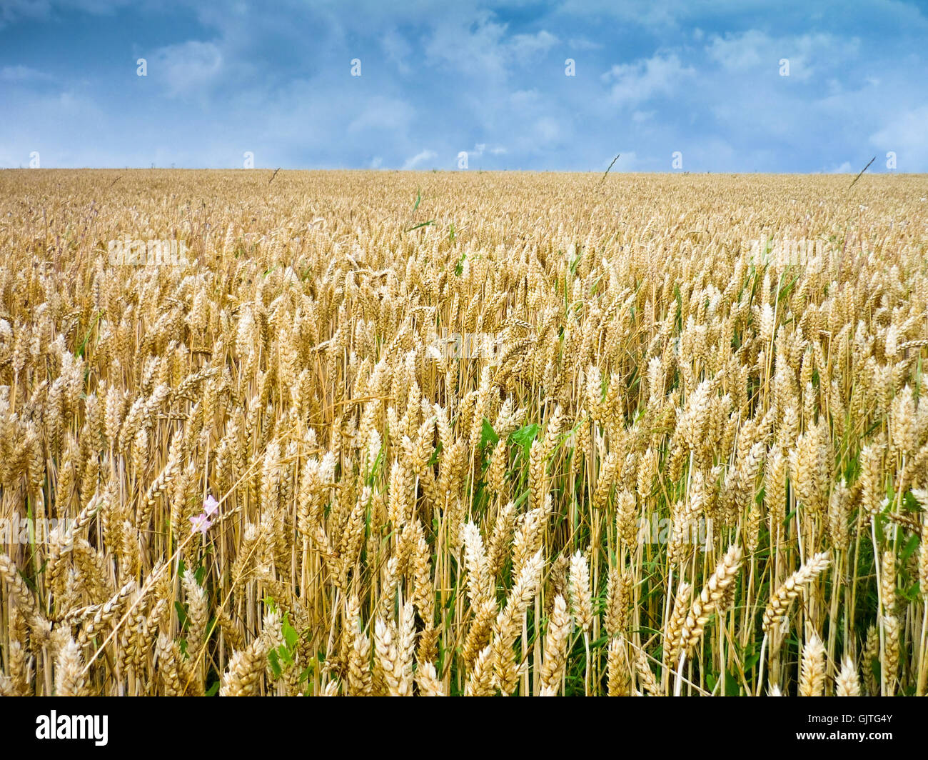 Farmer and grain hi-res stock photography and images - Alamy