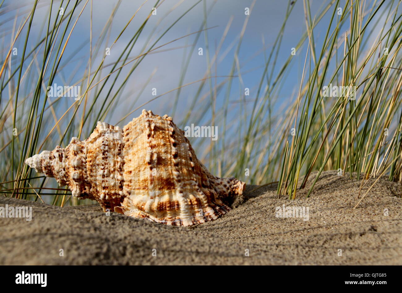 conch on the beach Stock Photo - Alamy