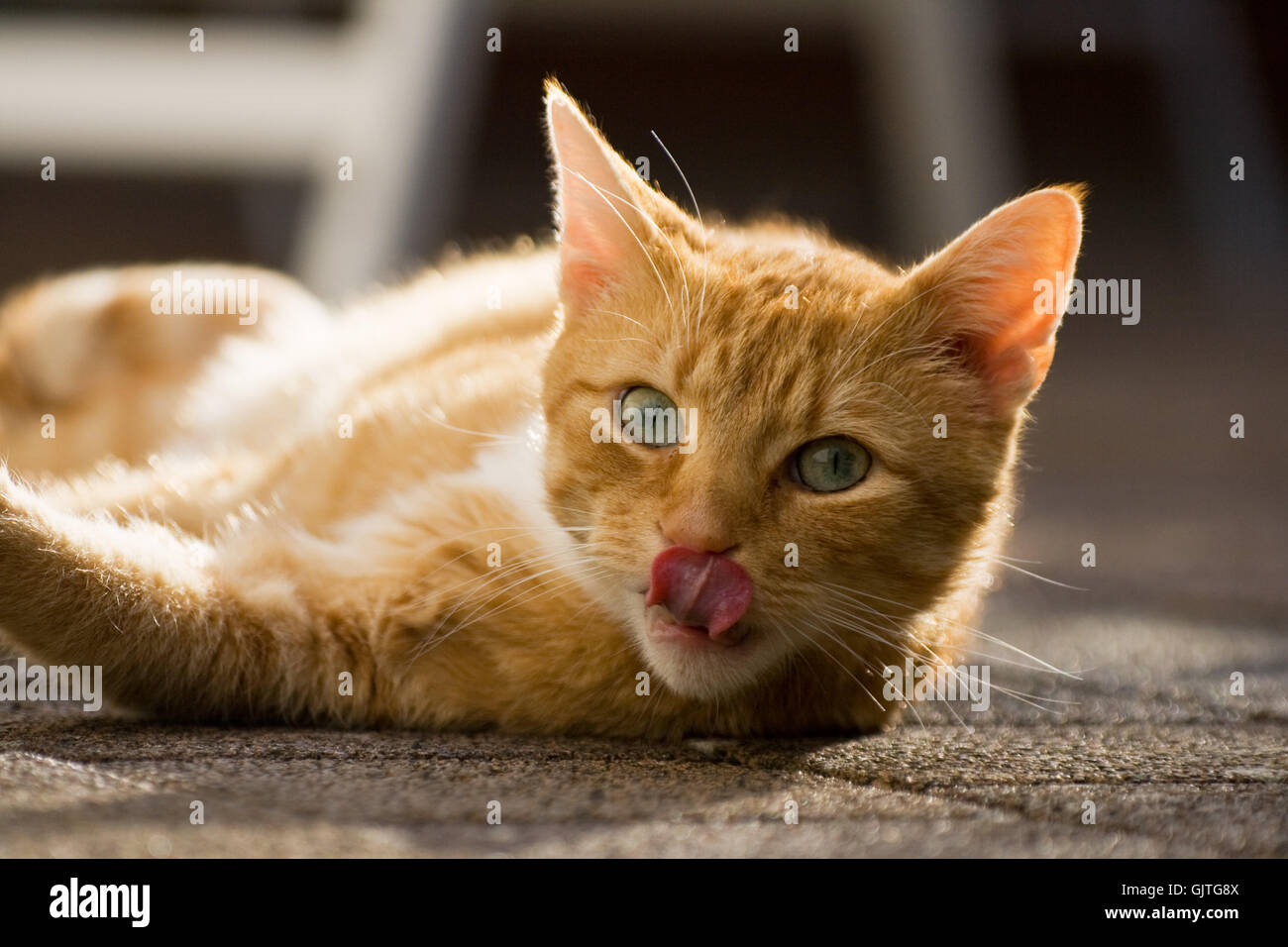 pussycat cat domestic cat Stock Photo - Alamy