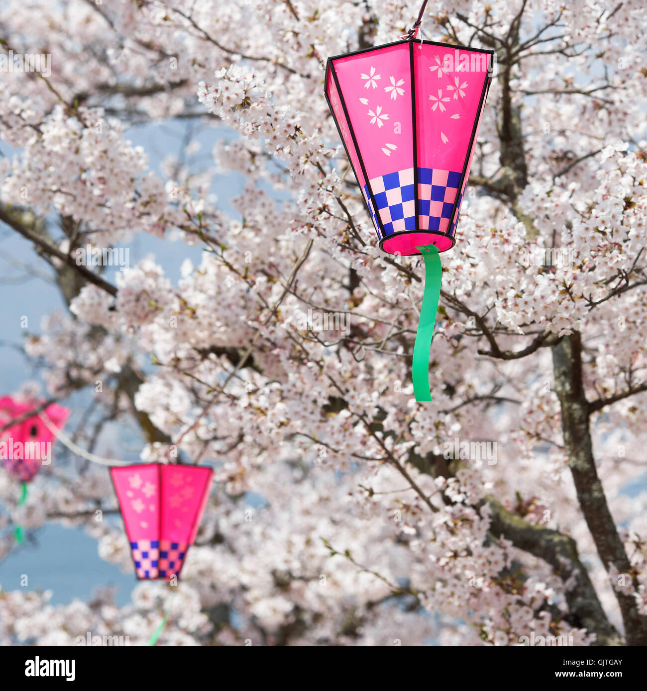 tree asia spring Stock Photo - Alamy