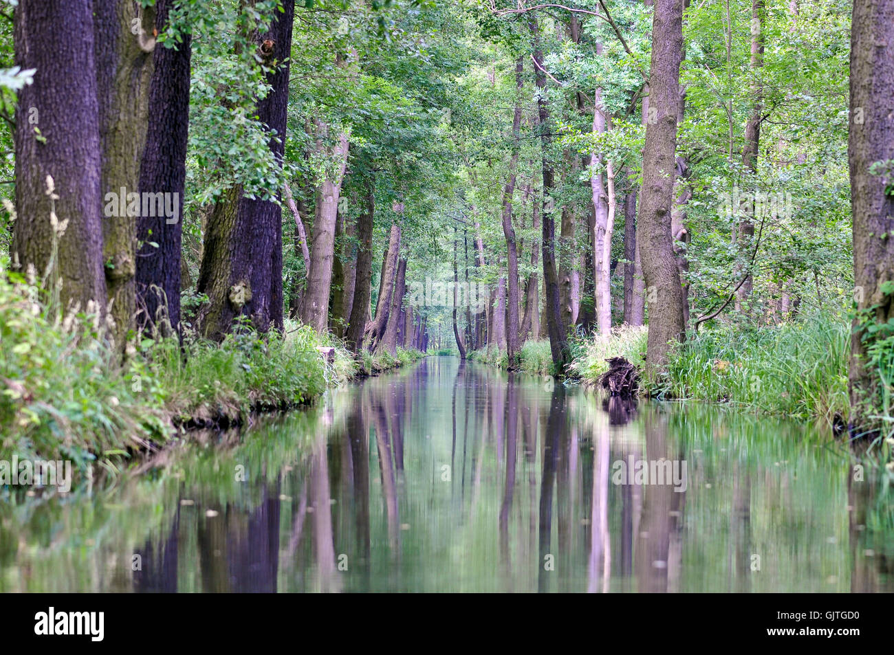 tree trees outdoor Stock Photo - Alamy