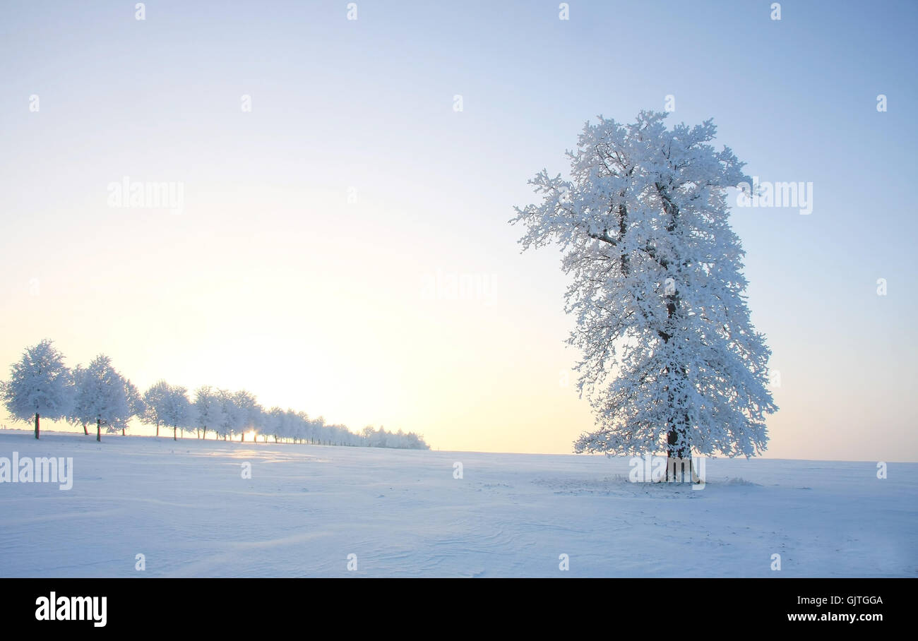 Winter tree reflection nature serene hi-res stock photography and ...