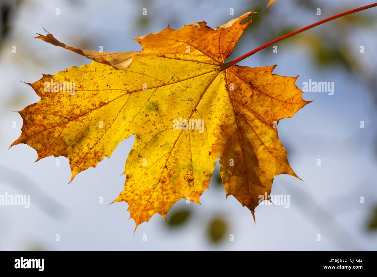 leaf tree maple Stock Photo - Alamy