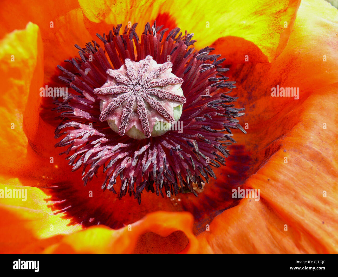 inside flower plant Stock Photo - Alamy