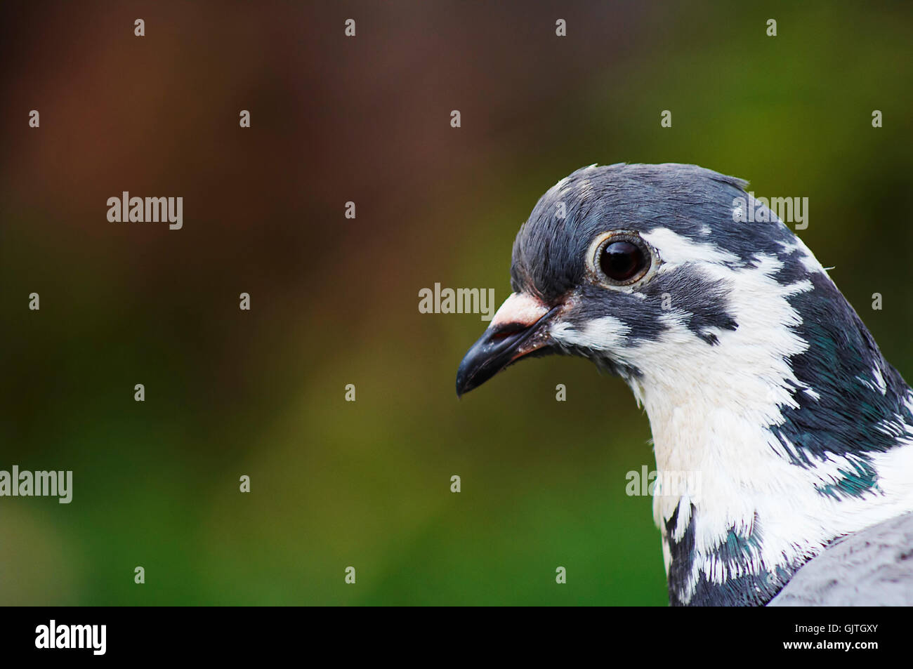 Eye of bird hi-res stock photography and images - Alamy