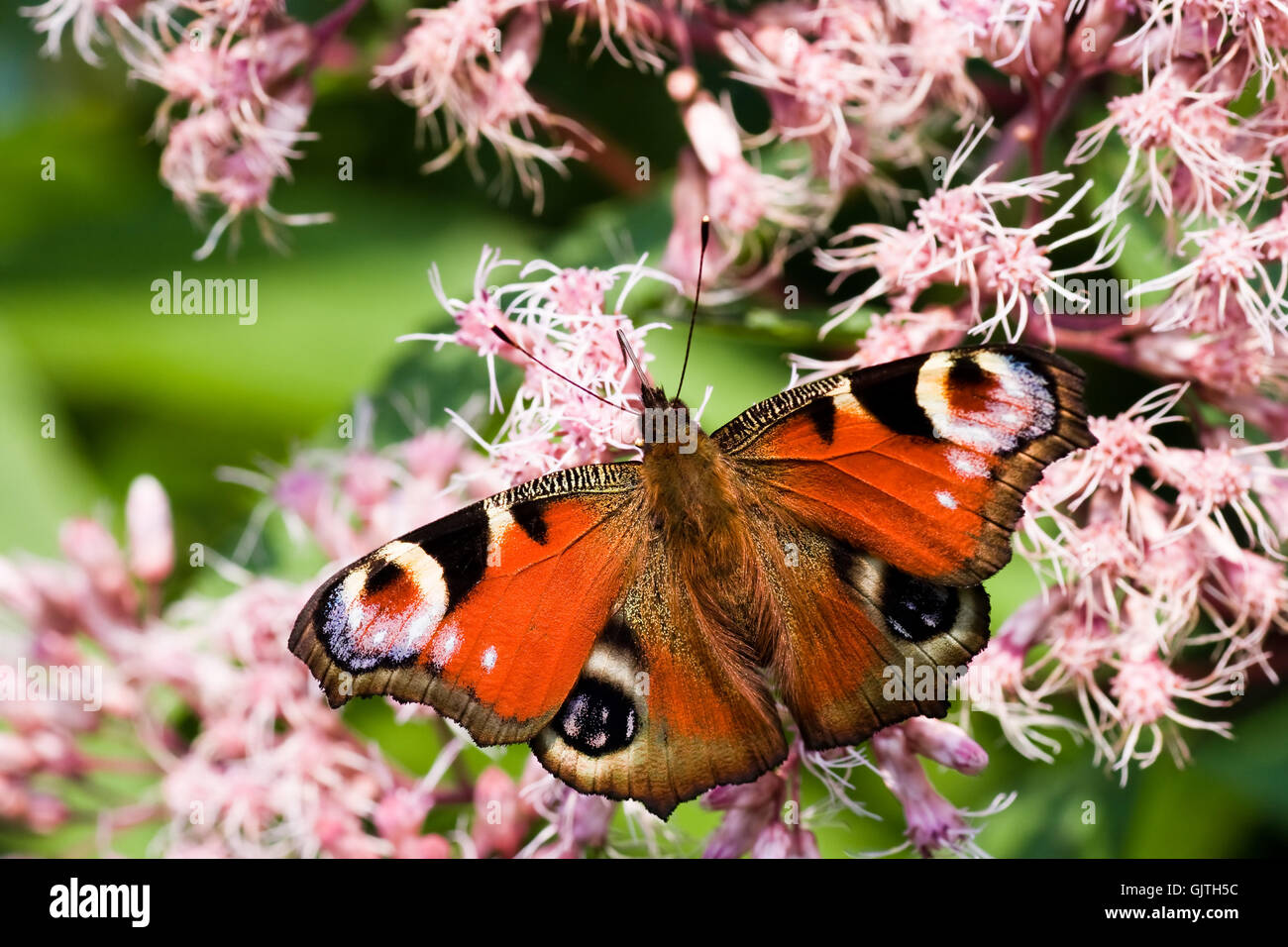 animal insect insects Stock Photo - Alamy