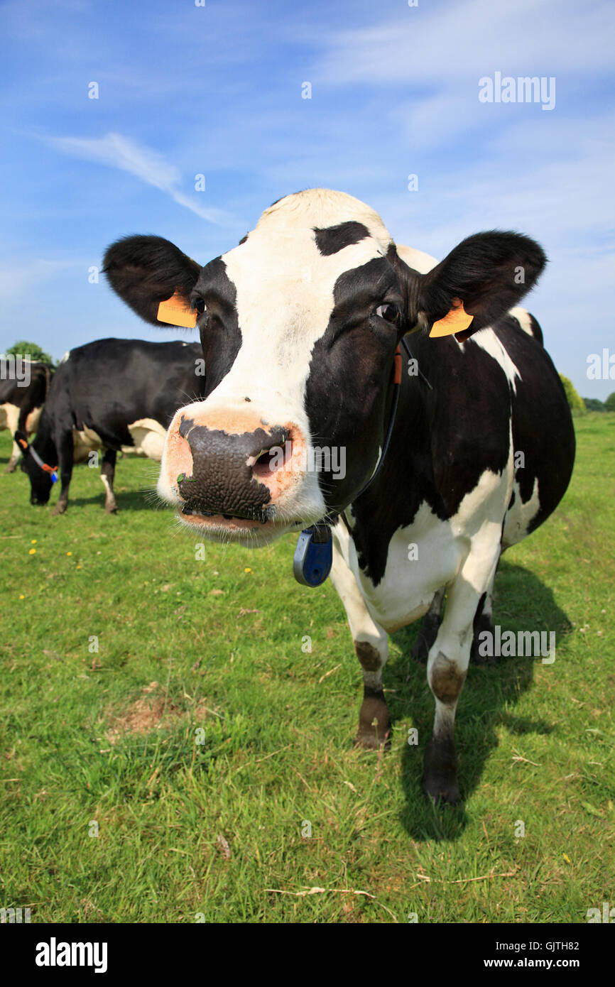 Animal face hi-res stock photography and images - Alamy