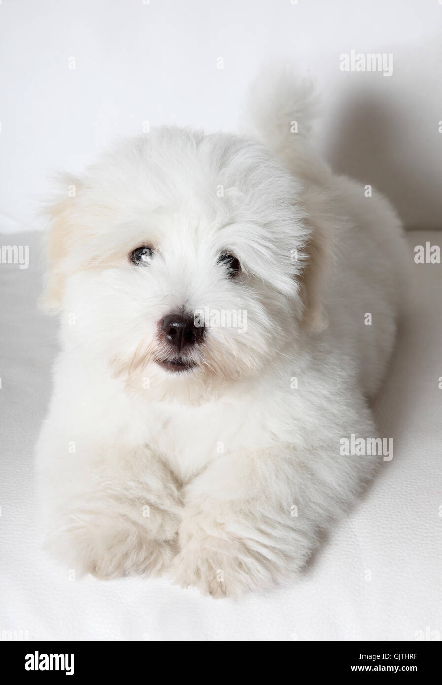 cuddle dog puppy Stock Photo - Alamy