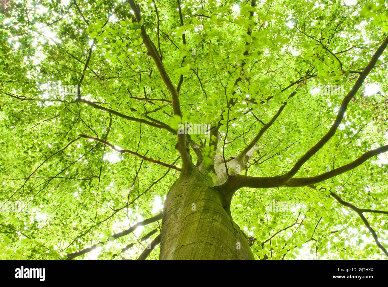 park summer summerly Stock Photo - Alamy