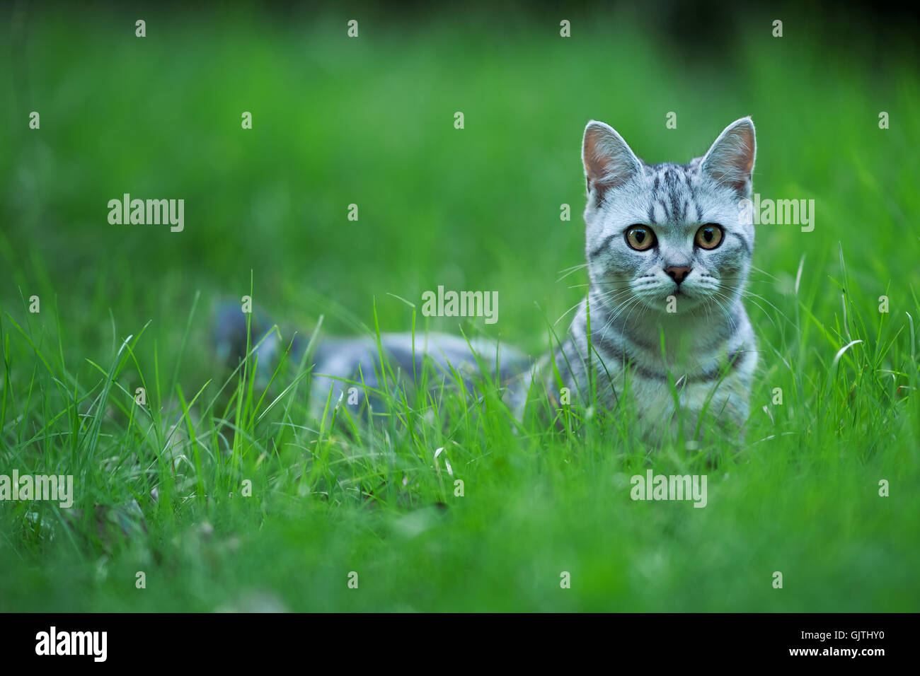 Cat ii hi-res stock photography and images - Alamy