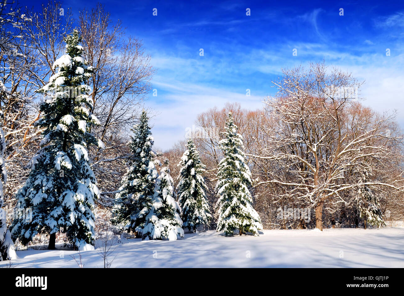 Tree trees winter firs hi-res stock photography and images - Alamy
