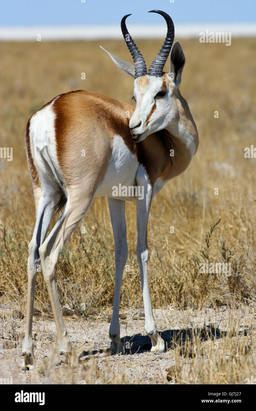 Gazelle skin hi-res stock photography and images - Alamy
