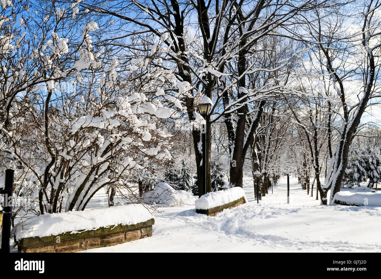 Heavy snow trees canada hi-res stock photography and images - Alamy