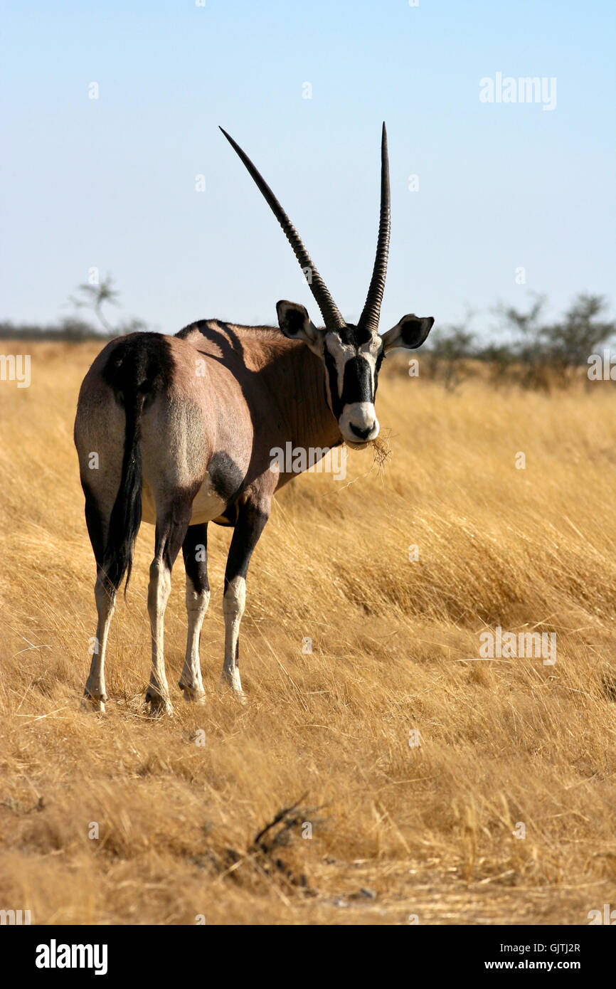 Oryx skin hi-res stock photography and images - Alamy