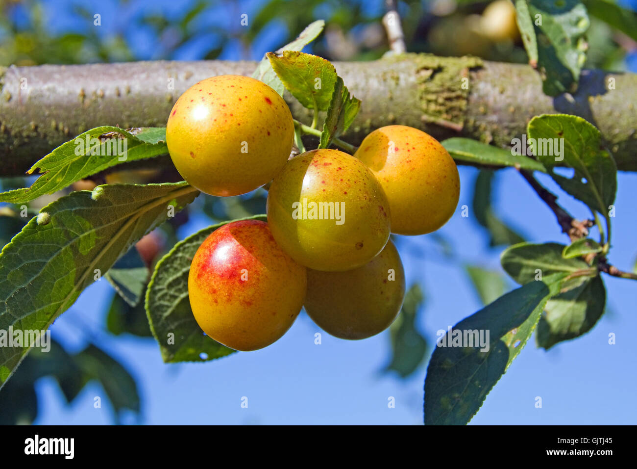 Mirabelle plum brandy hi-res stock photography and images - Alamy