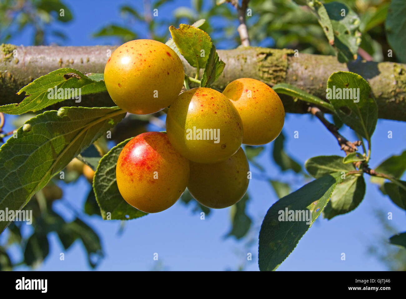ripeness late summer mirabelle Stock Photo - Alamy