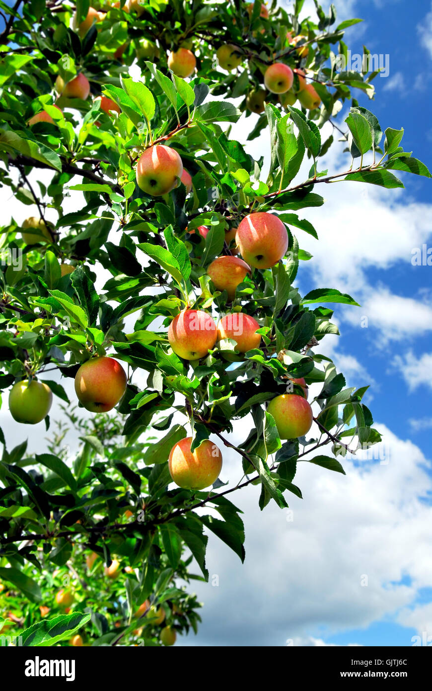 tree ripe fruit Stock Photo - Alamy
