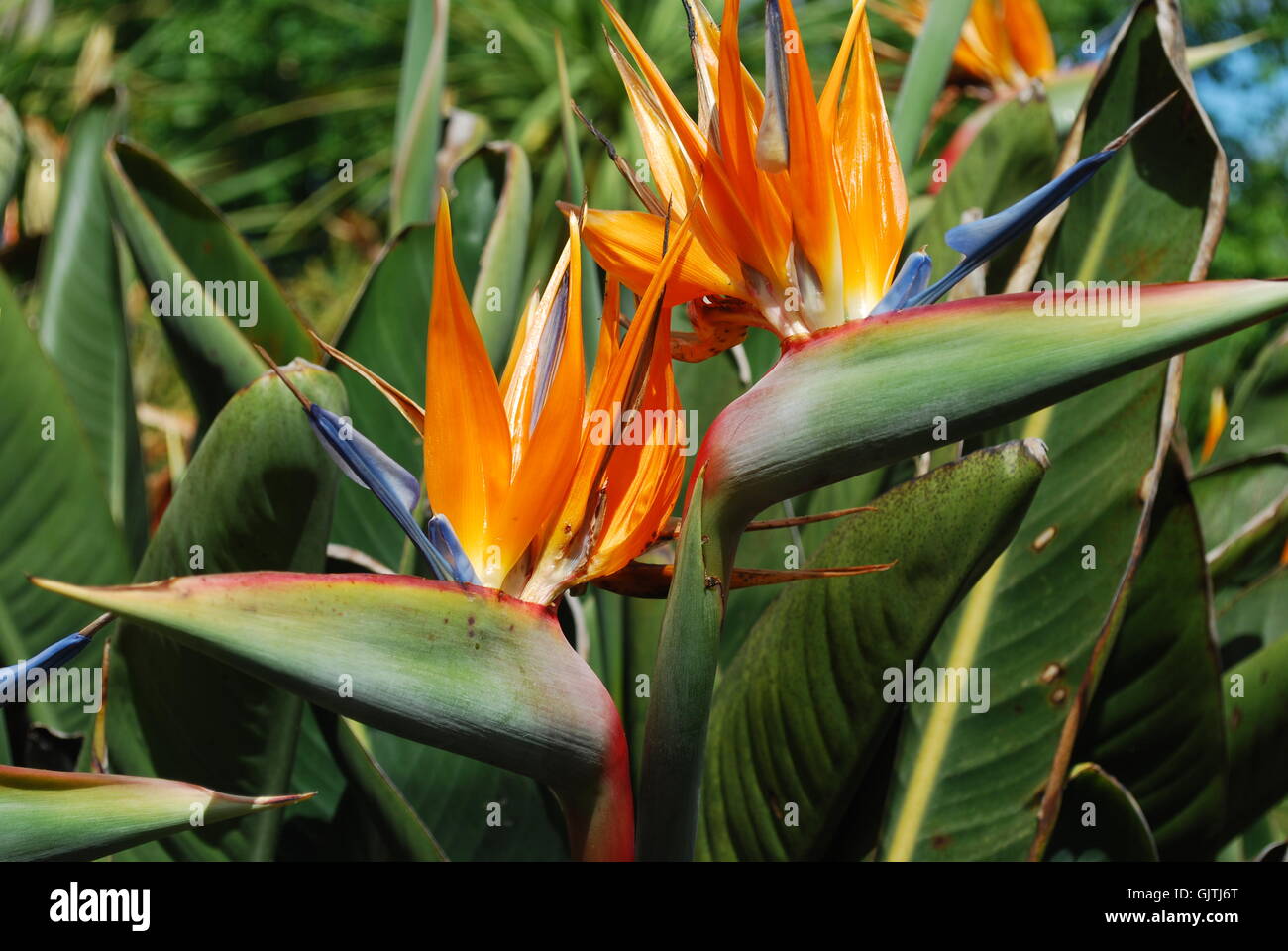 Bird heaven hi-res stock photography and images - Alamy