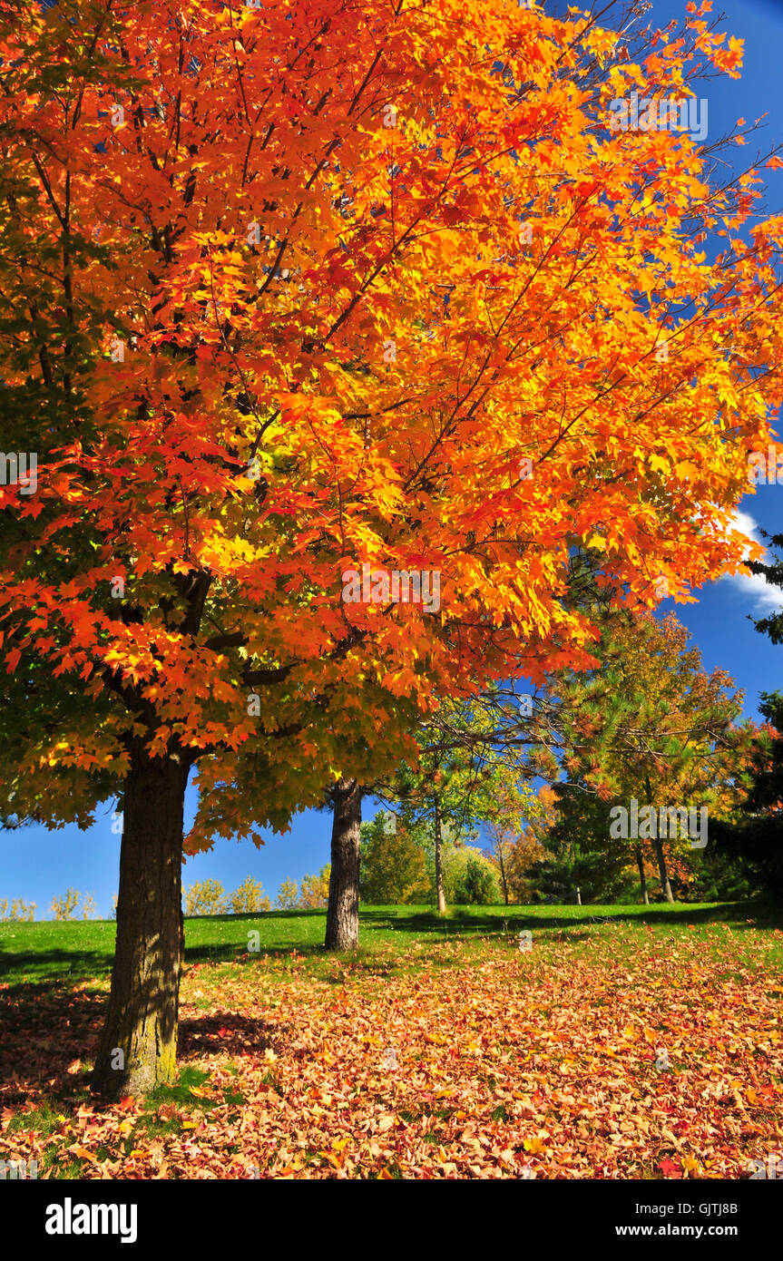 Trees leaves hi-res stock photography and images - Alamy