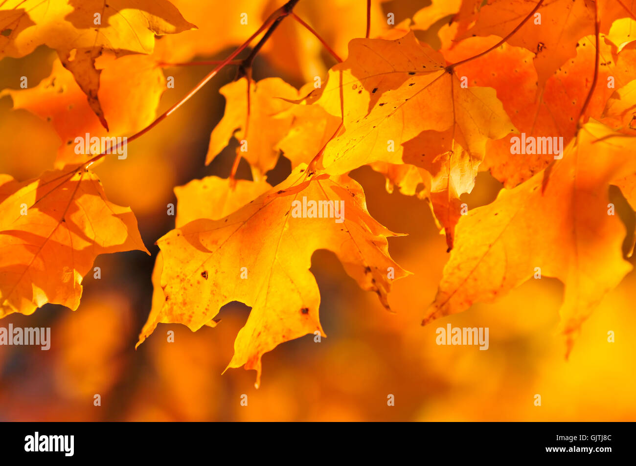 closeup tree leaves Stock Photo - Alamy