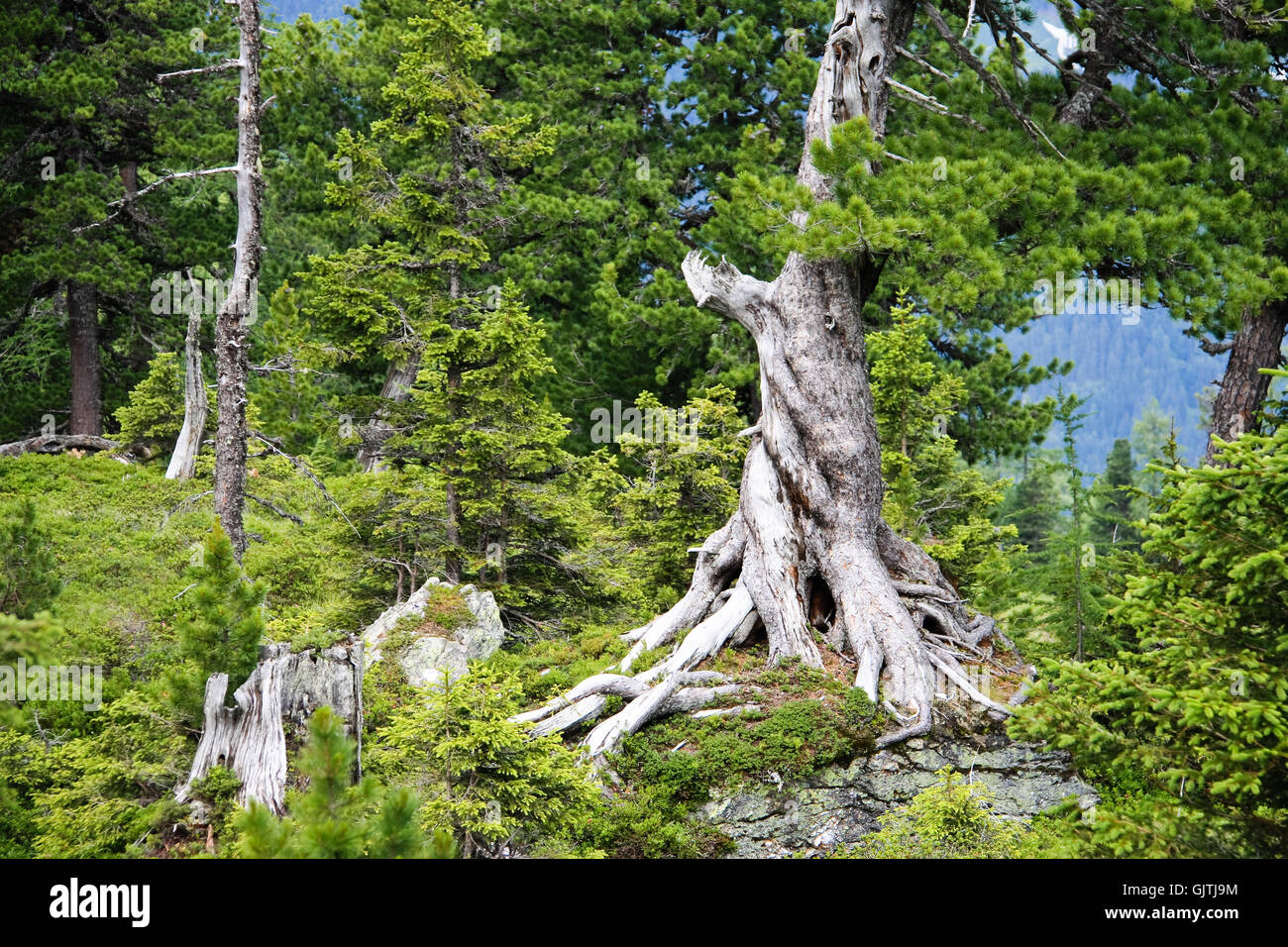 tree wood trunk Stock Photo - Alamy