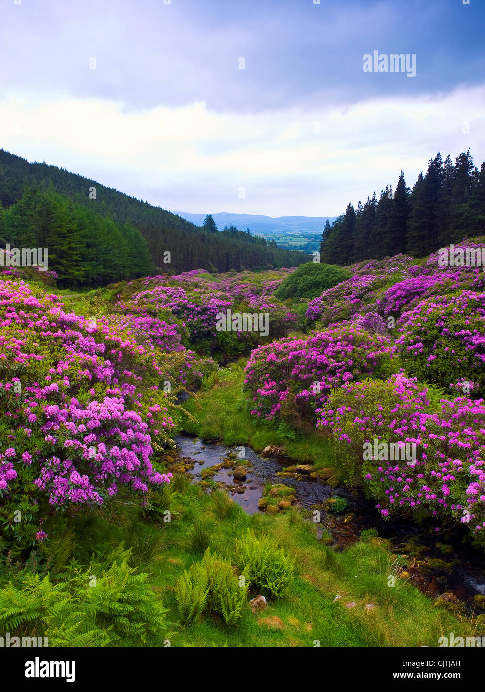rhododendron ireland blue Stock Photo - Alamy