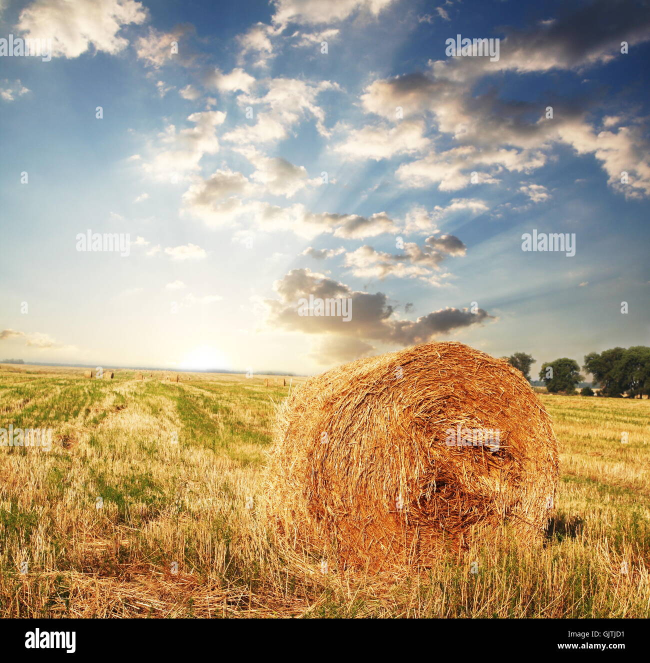 tree trees sunset Stock Photo - Alamy