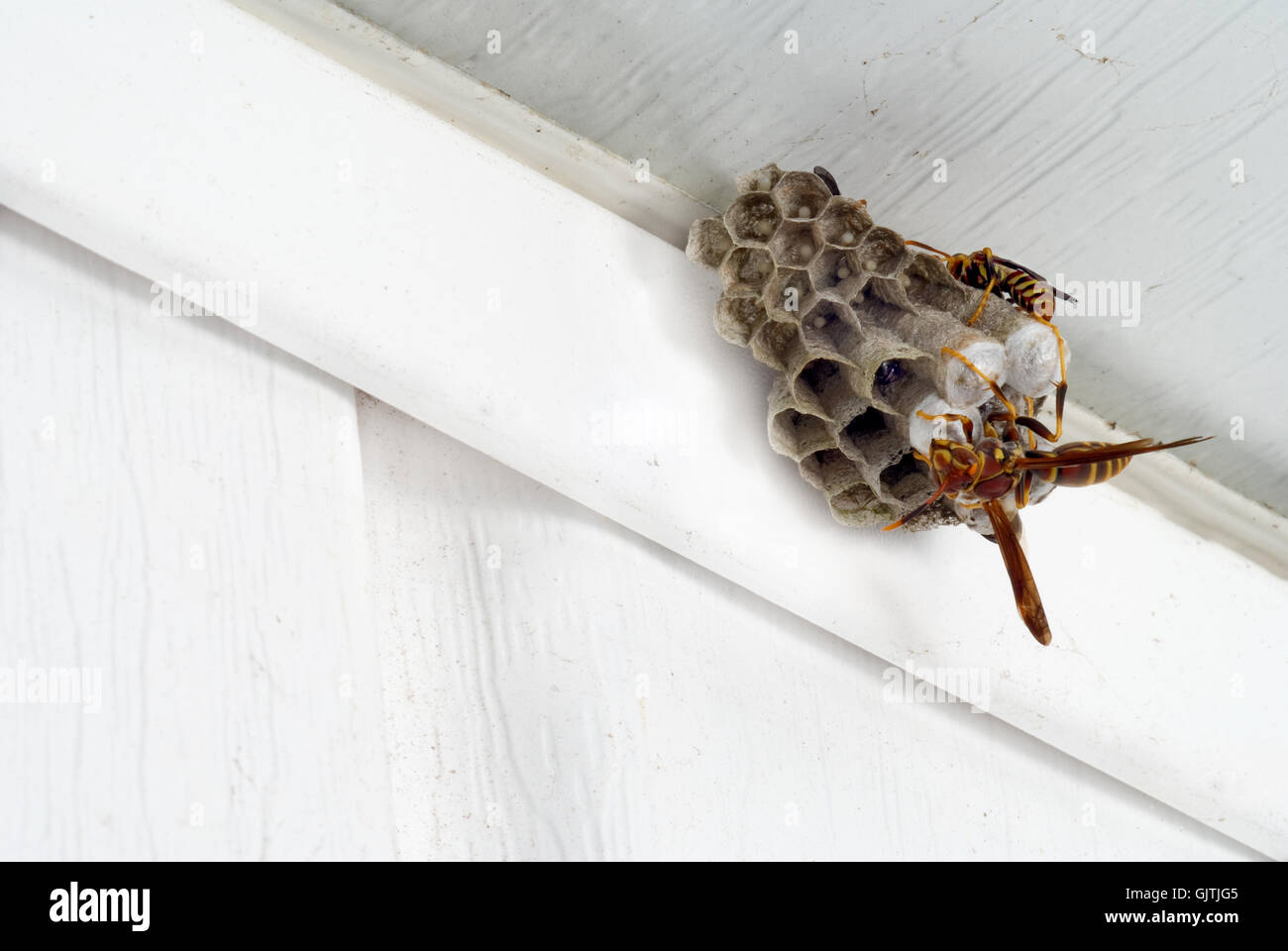 Vespid Insect Stock Photos & Vespid Insect Stock Images - Alamy