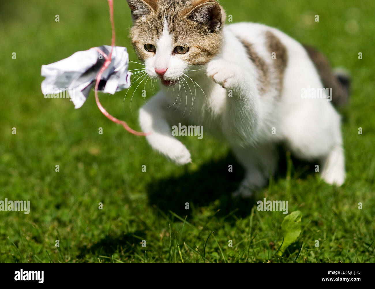 Playing cat hi-res stock photography and images - Alamy