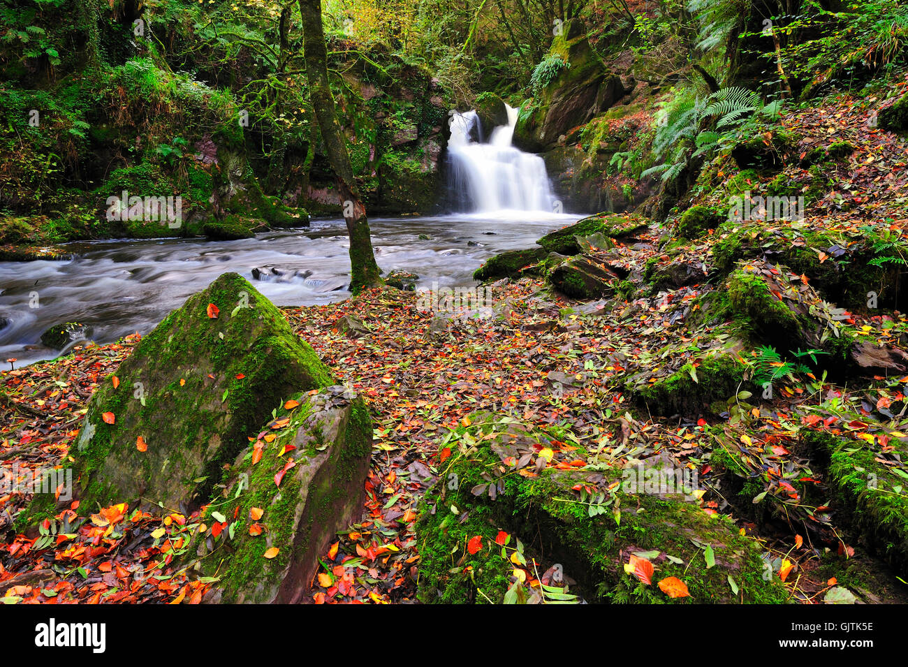 Fall foliage ireland hi-res stock photography and images - Alamy