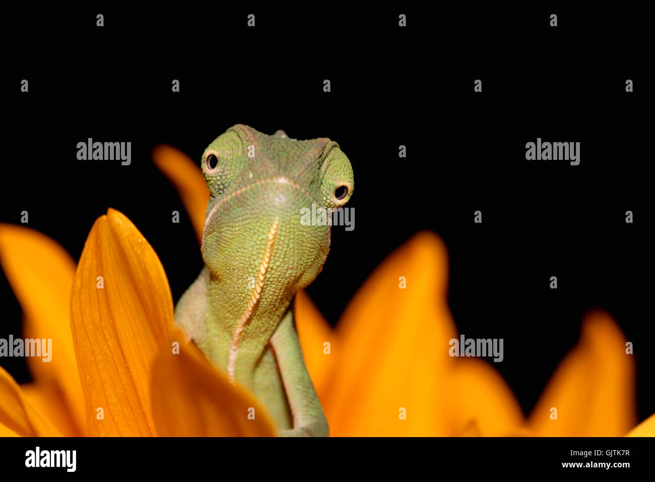 reptile saurian portrait Stock Photo - Alamy